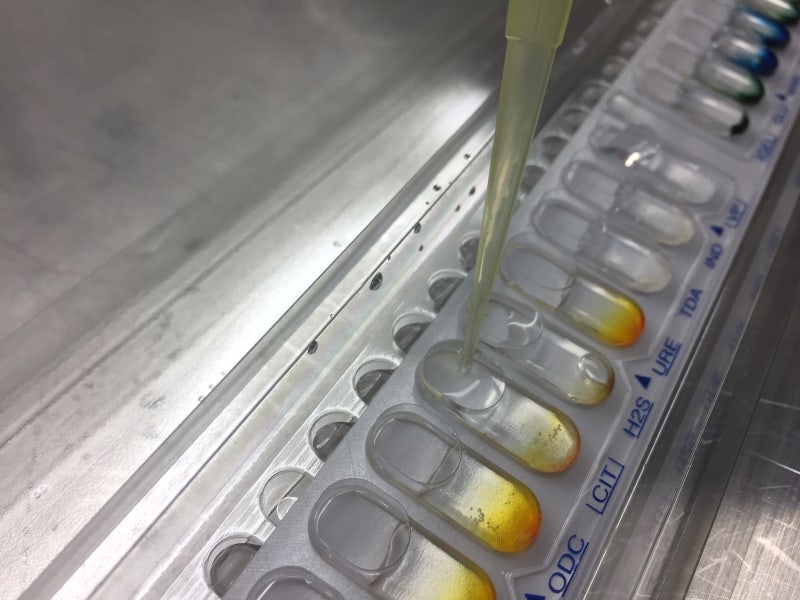 미생물 확인시험/생화학실험 API kit : 네이버 블로그