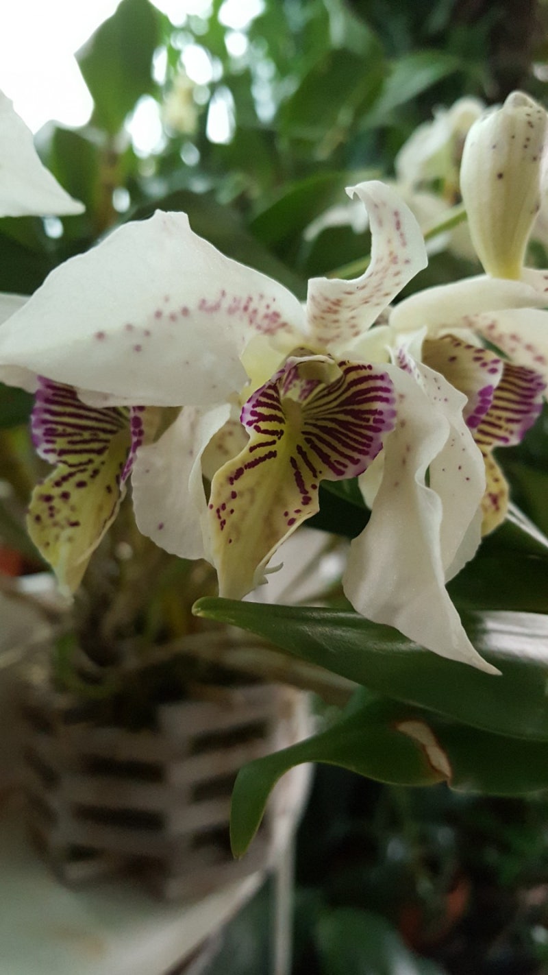 Dendrobium atroviolaceum & Dendrobium johnsoniae hybrid : 네이버 블로그