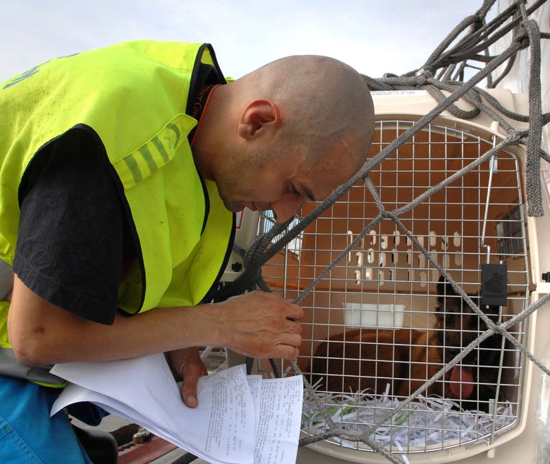 반려동물과 함께하는 비행을 위한 시시콜콜 가이드 : 네이버 블로그