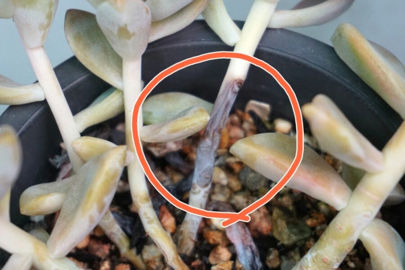 다육식물 잎꽂이 다육이 삽목 번식하기 네이버 블로그