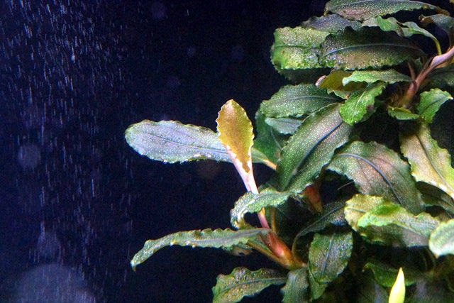 부세파란드라 카핏 술라탄 레드( Bucephalandra sp. Kapit Sulatan Red ) : 네이버 블로그