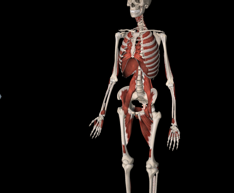 Local / Global Muscle, 속근육/ 겉근육 : 네이버 블로그