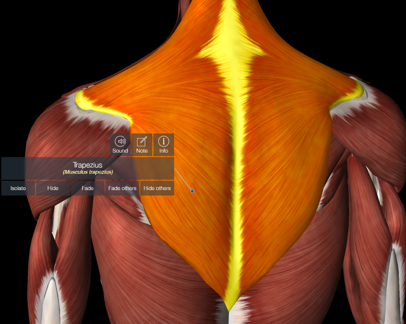 Local / Global Muscle, 속근육/ 겉근육 : 네이버 블로그