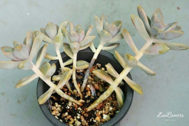 다육식물 잎꽂이 다육이 삽목 번식하기 네이버 블로그