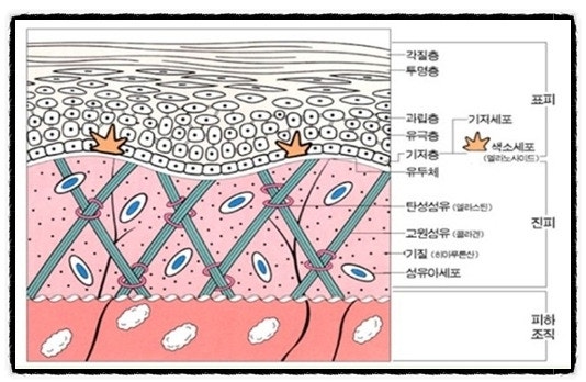 피부구조인 기저층유극층과립층투명층각질층의 구조와 기능 네이버 블로그