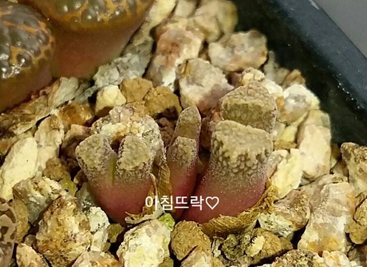 코노피튬~Conophytum reconditum ARM 1268, PVB sn,ARM 1266, : 네이버 블로그