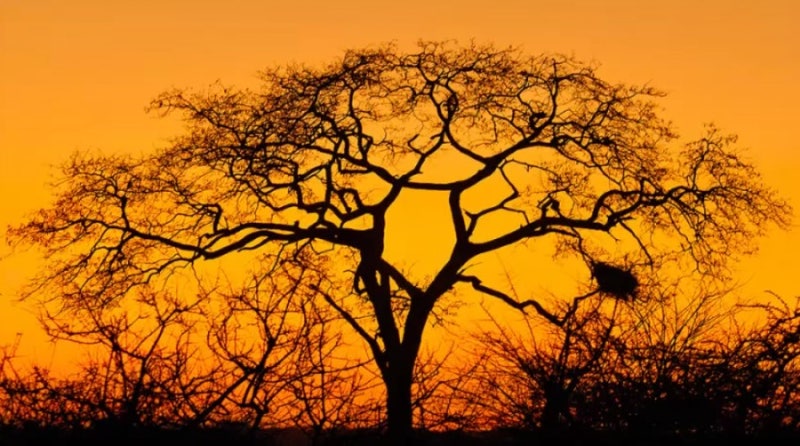 [음악] 아프리카 Zambian Song 《Bonse Aba(본세아바)》 : 네이버 블로그