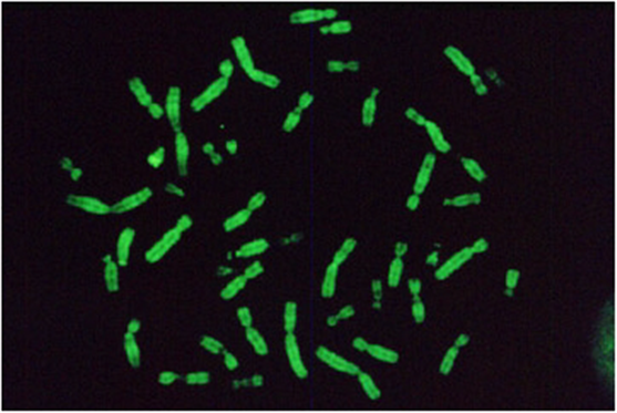 형광분석 측정 원리 및 응용분야 : 네이버 블로그