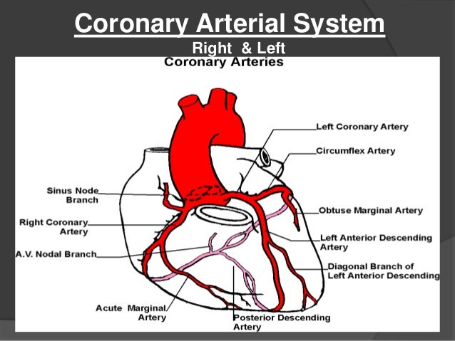 Coronary Artery(관상동맥) : 네이버 블로그