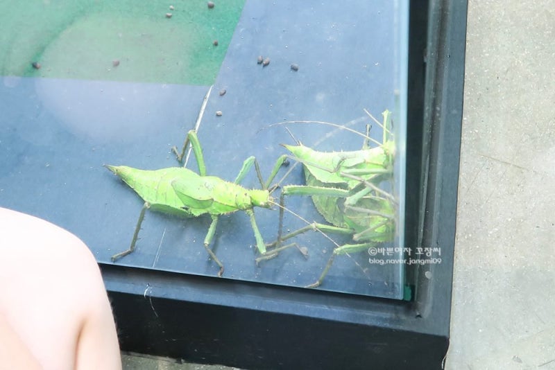아이들과 가볼 만한 곳 신비한 세계곤충박람회 네이버 블로그