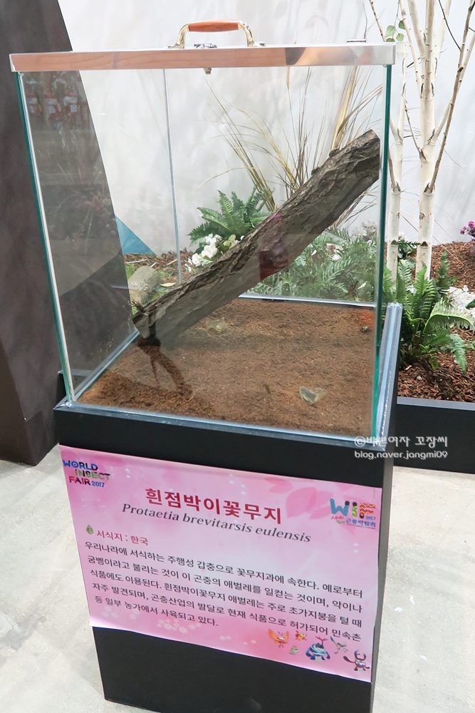 아이들과 가볼 만한 곳 신비한 세계곤충박람회 네이버 블로그