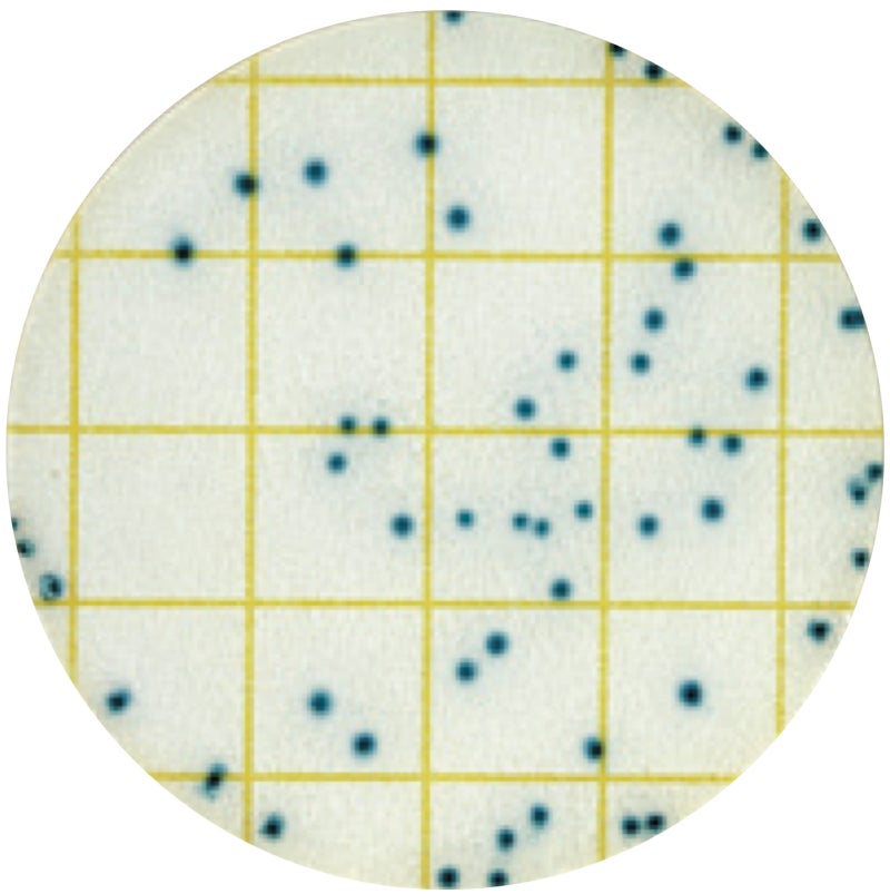 [3M]-Petrifilm Plate / 3M 건조필름 배지 / 식품검사 3M Petrifilm / 수질검사용 3M Aqua ...