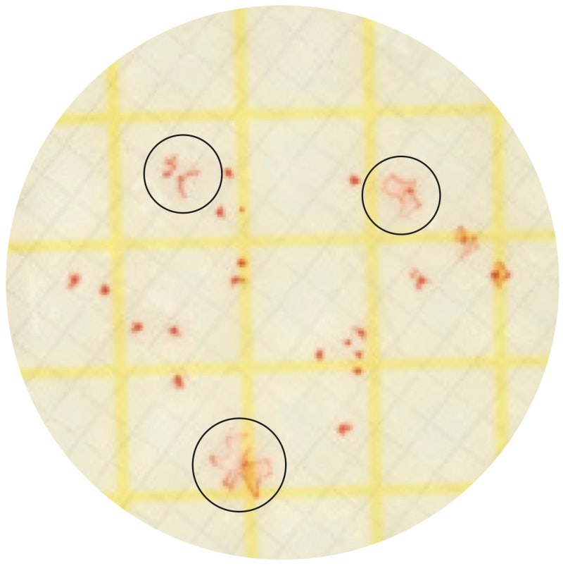 [3M]-Petrifilm Plate / 3M 건조필름 배지 / 식품검사 3M Petrifilm / 수질검사용 3M Aqua ...