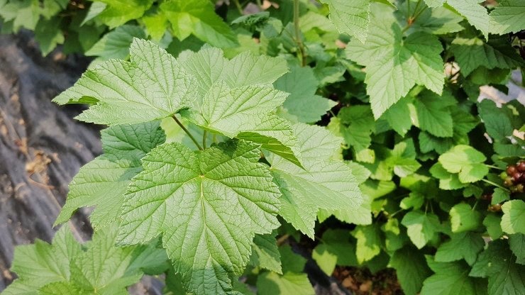 카시스베리 Cassis berry : 네이버 블로그