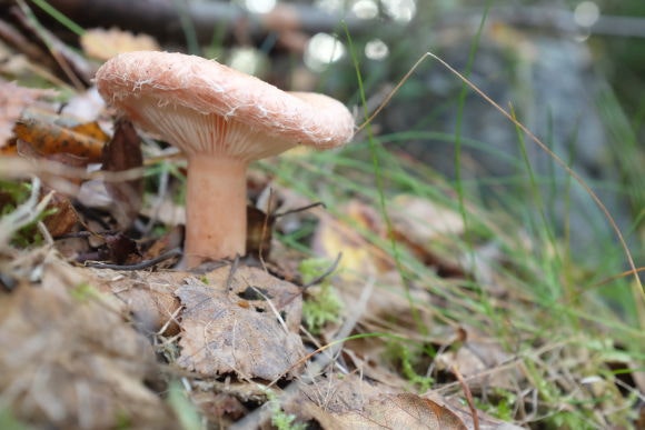 핀란드의 독버섯을 알아보자 : 네이버 블로그