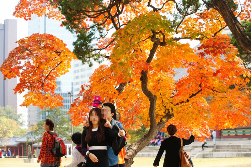 서울 가볼만한곳 붉은색 단풍으로 물드는 가을 단풍여행 서울 고궁 창덕궁 비원 경복궁 창경궁 다 멋지네요 네이버 블로그