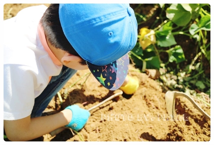 가을 체험학습 고구마캐기 땅콩캐기 수확체험 In 중산농원 네이버 블로그