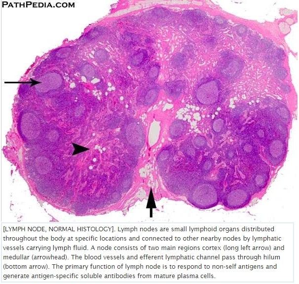 림프절, 조직학, Lymph node, histology : 네이버 블로그
