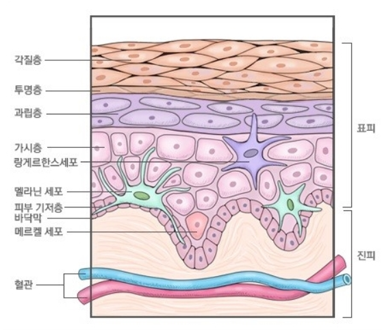 2 피부의 조직학적 구조 1 네이버 블로그