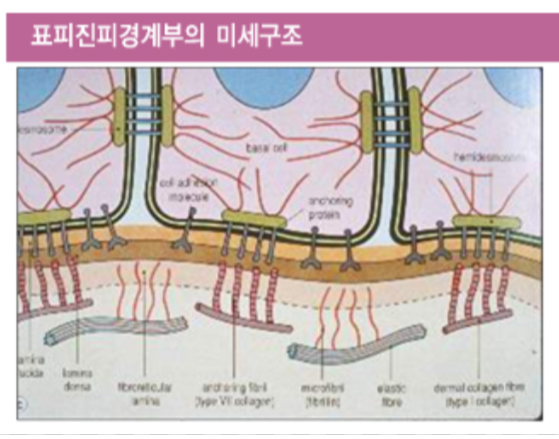 3 피부의 조직학적 구조 2 네이버 블로그