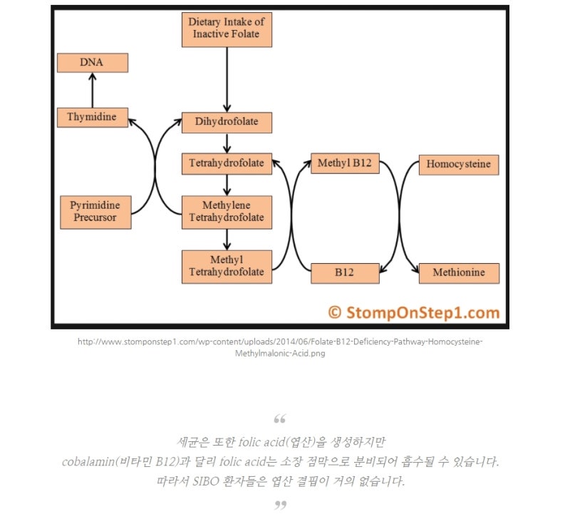 SIBO에서 fat과 vitamin B12 malabsorption 이유 : 네이버 블로그