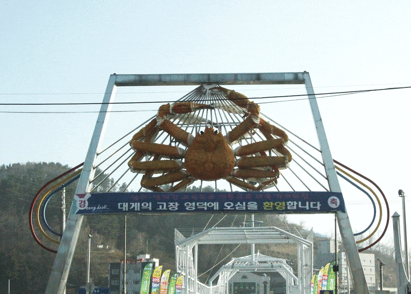 영덕 대게 싼집 영덕 강구항 맛집 대게나라회 네이버 블로그