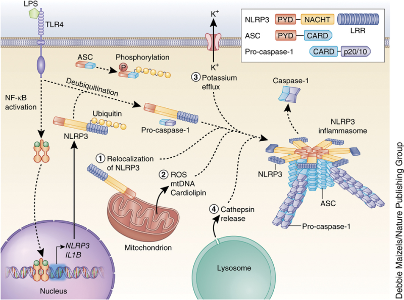 4. Innate immunity : Proinflammatory and Antimicrobial Mediators : 네이버 블로그