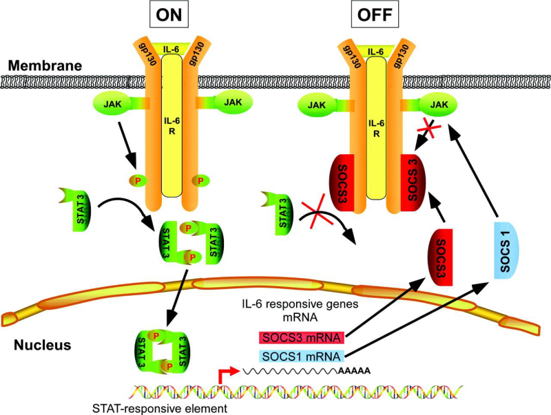 4. Innate immunity : Proinflammatory and Antimicrobial Mediators : 네이버 블로그