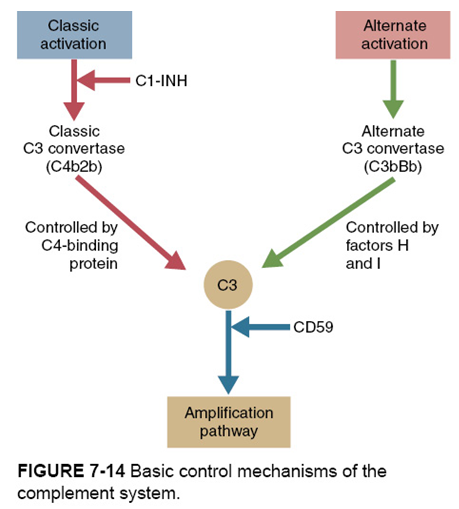 6. Innate Immunity : The Complement system : 네이버 블로그