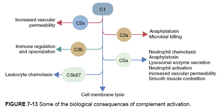 6. Innate Immunity : The Complement system : 네이버 블로그