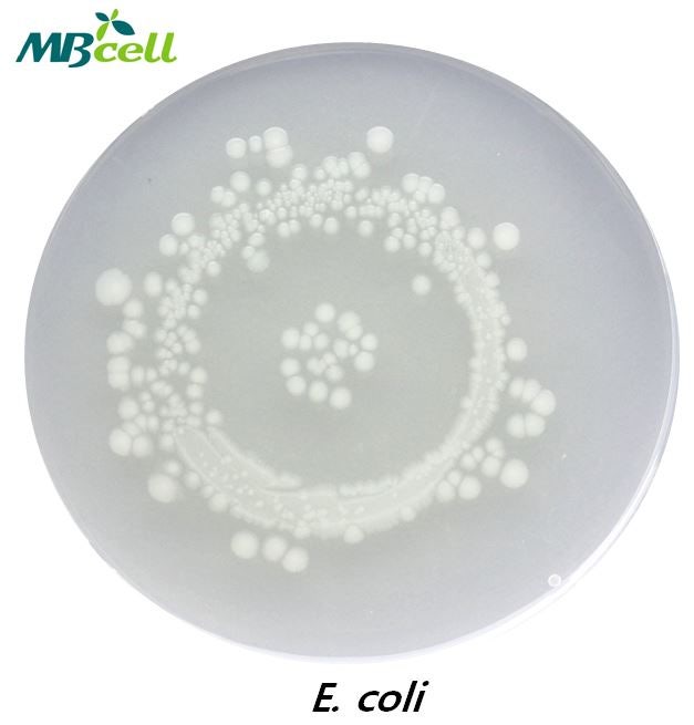 R2A Agar MB-R1129 : 네이버 블로그