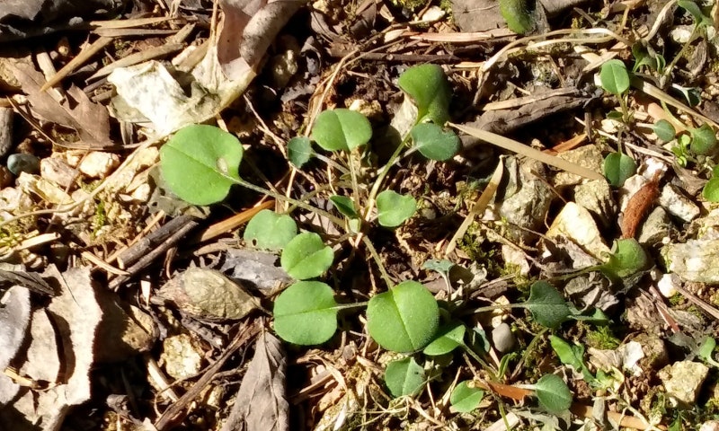 주변의 겨울야생화 : 네이버 블로그