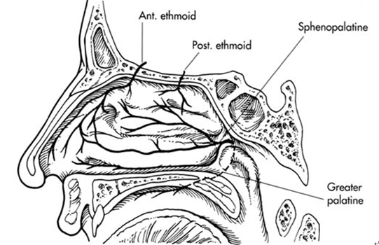 비출혈, 코피, Epistaxis. : 네이버 블로그