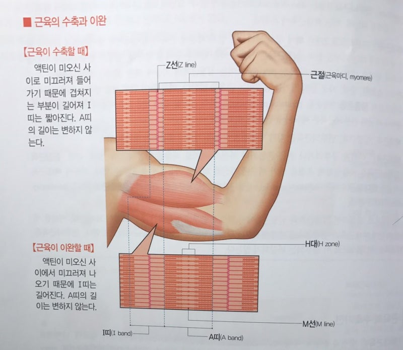 인체생리학근육 01 근육의 종류 및 수축기전 네이버 블로그