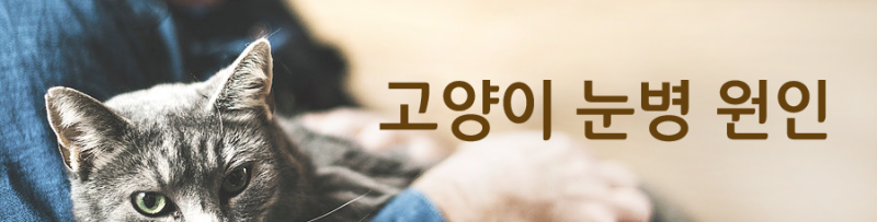 고양의 눈병안구질환의 원인 네이버 블로그
