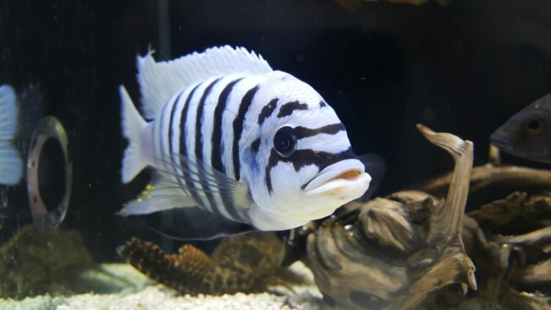 Metriaclima zebra chilumba Maisoni Reef : 네이버 블로그
