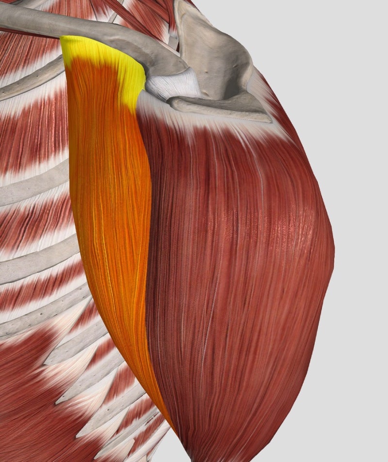 Deltoid(삼각근)와 The Superficial Back Arm Line(표면후방 상지선)의 관계 : 네이버 블로그
