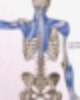 Deltoid(삼각근)와 The Superficial Back Arm Line(표면후방 상지선)의 관계 : 네이버 블로그