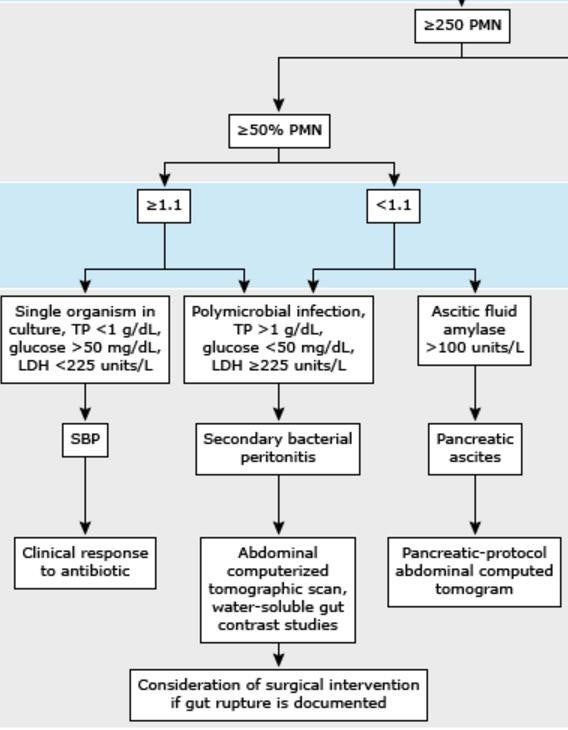 복수의 감별 진단, Differential diagnosis of ascites, algorithms : 네이버 블로그