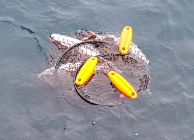 참돔의 에어(공기) 빼기 방법(真鯛のエア抜き方法) (부레 피징 방법) (피징 니들) (fizzing needle).. : 네이버 블로그