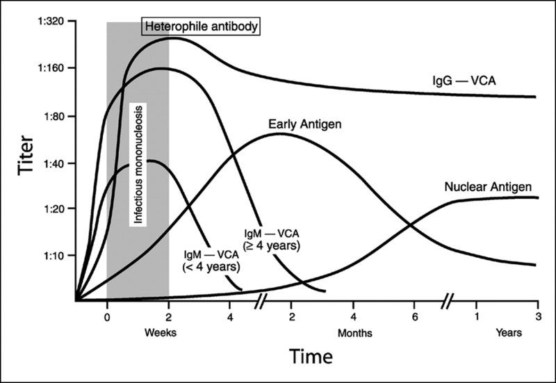 감염성단핵구증, EBV, 그리고 이호항체(Heterophile Antibody) : 네이버 블로그