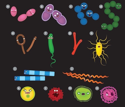 세파(cephalosporin) 항생제 ① : 네이버 블로그
