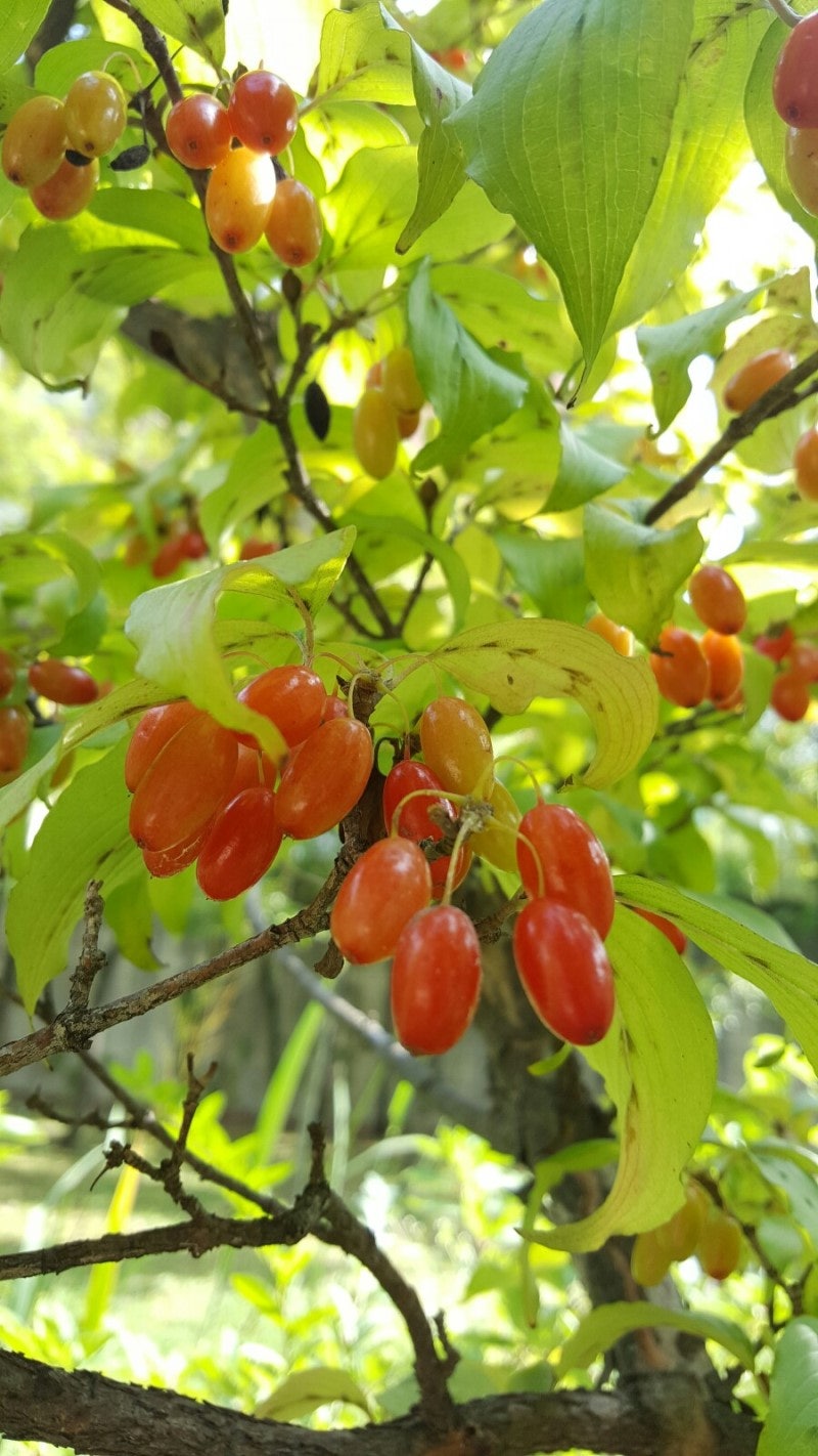생강나무 노란 꽃 산수유 비슷한 꽃 산수유와 생강나무 구별법 네이버 블로그