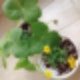 옥살리스 로바타 ( Oxalis Lobata ) : 네이버 블로그