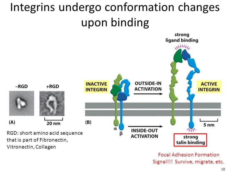 Integrin 의 구조 : 네이버 블로그