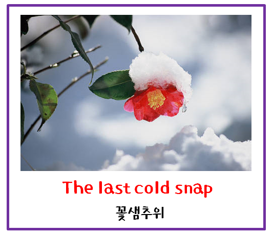 [영어꿀팁] 봄이 왔어요~ 봄과 관련된 영어 표현 : 네이버 블로그