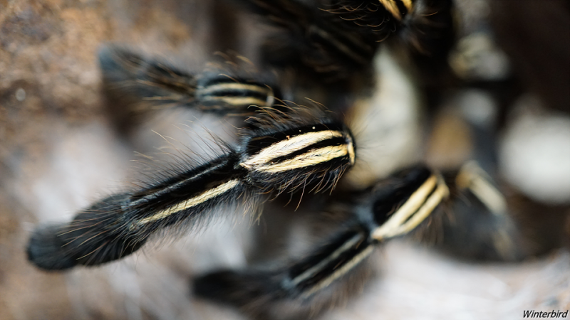 스켈레톤(Ephebopus murinus) : 네이버 블로그
