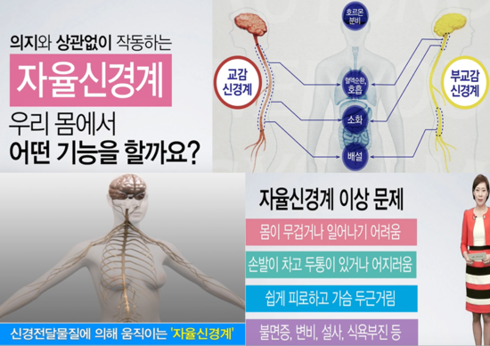 교감신경과 부교감신경의 상호작용 네이버 블로그