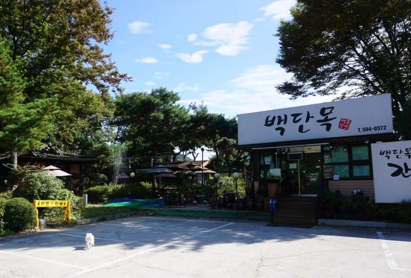 남양주 애견동반식당 백단목 고동이 할모니 생파데이 네이버 블로그