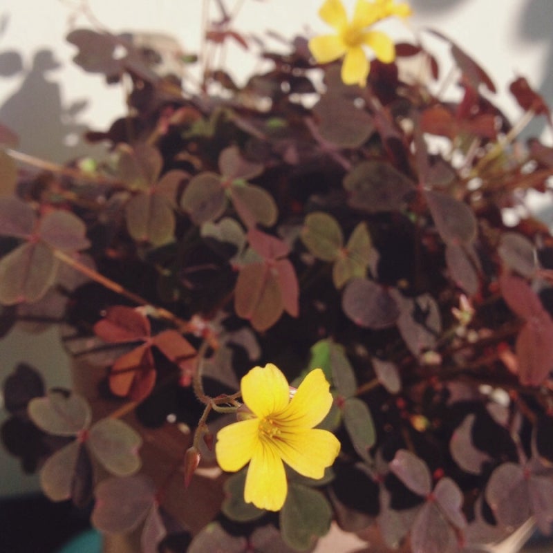 옥살리스 불카니콜라 진판델 ( Oxalis Vulcanicola 'Zinfandel' ) : 네이버 블로그